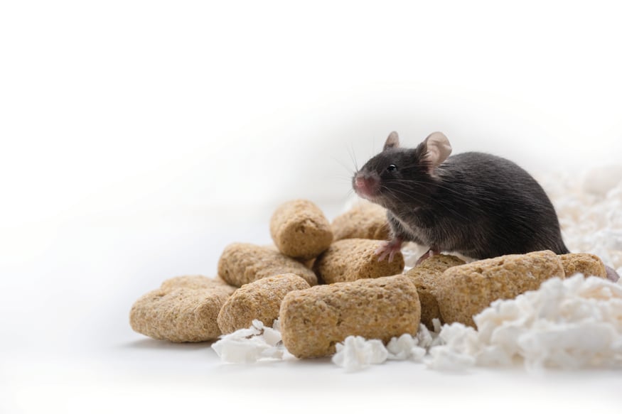 The Facts About Fiber and Other Key Ingredients in Your Laboratory ...