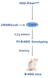 The B-NDG mouse model: A game-changing research tool