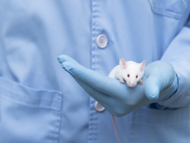 Going beyond the guidelines: How Inotiv invests in animal welfare